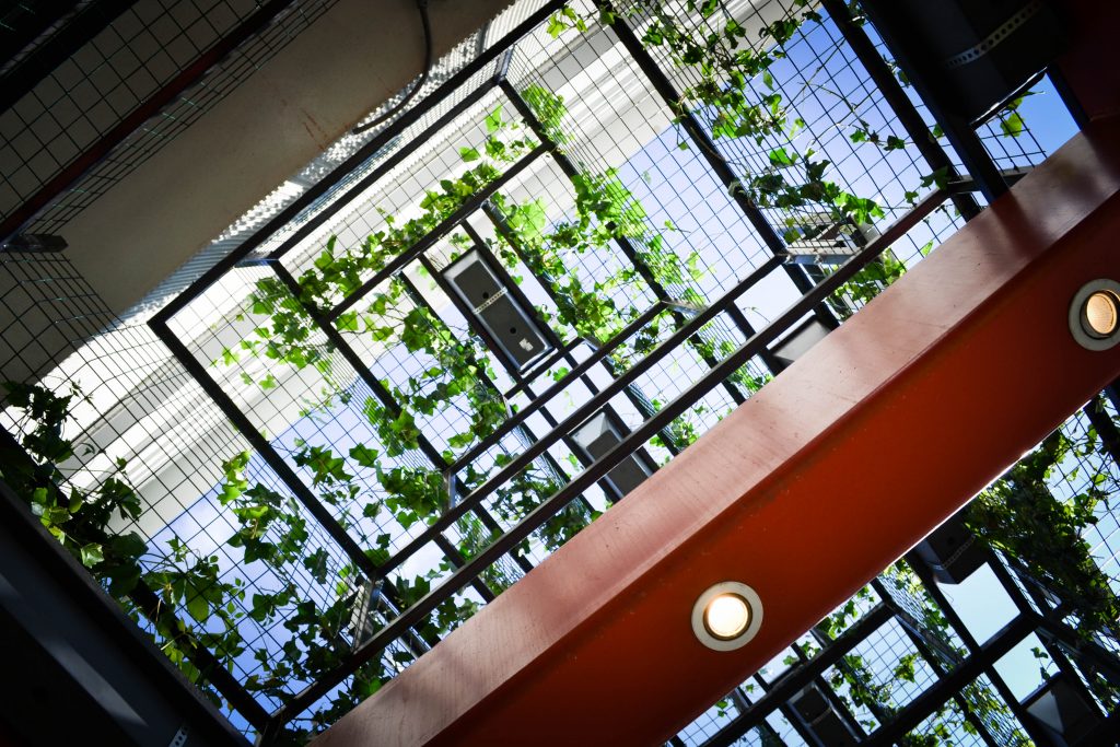 The making of our green canopy | Experiments